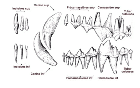 Tout savoir sur la dentition du chien ! Papatte Douce - Bordeaux